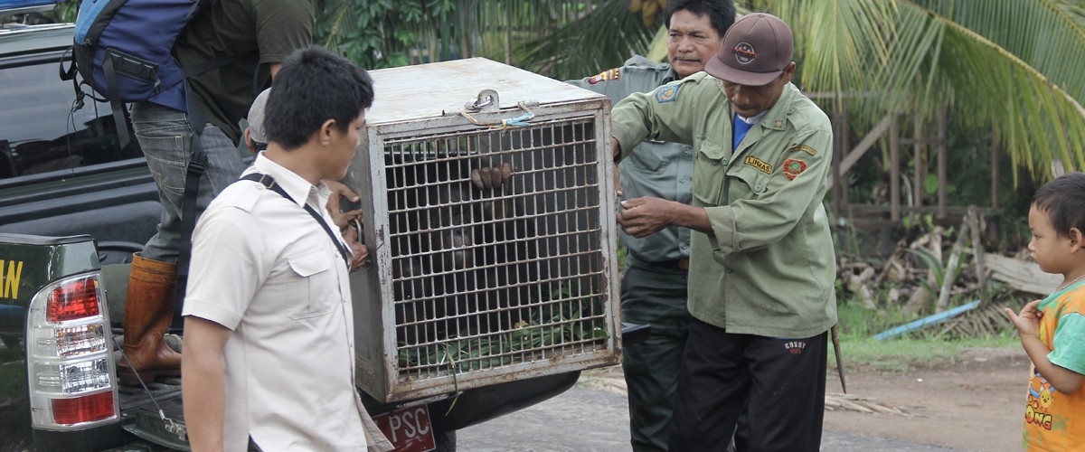 Threats To Gunung Palung National Park