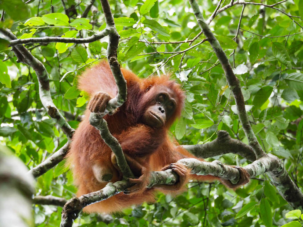 Announcing a New Orangutan Pregnancy