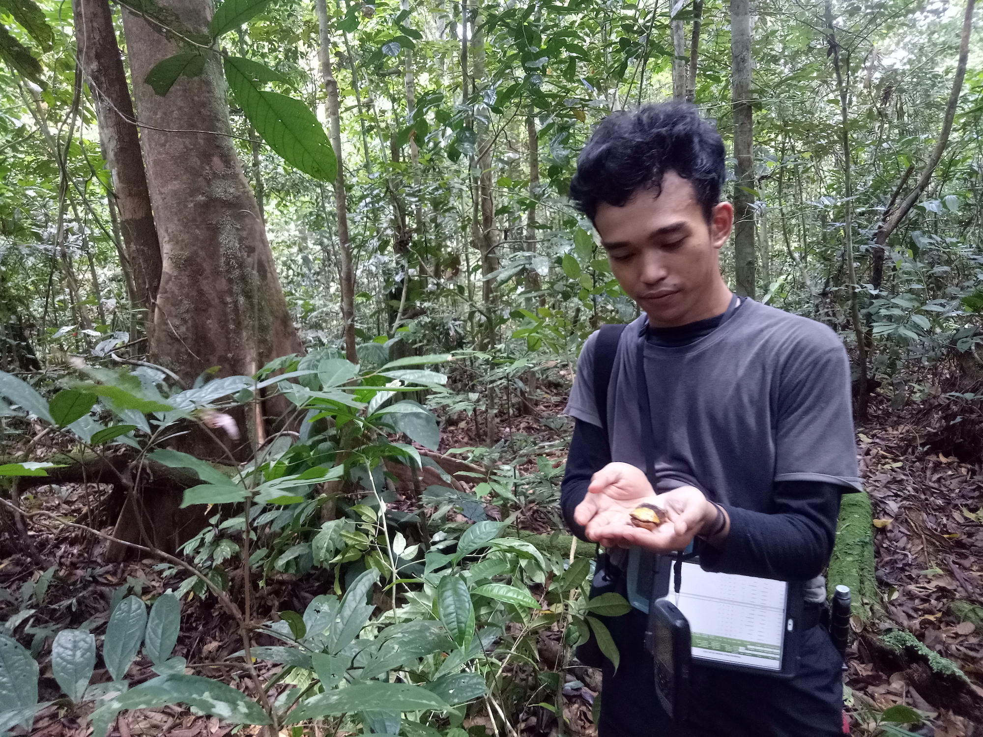 A Botanist’s View of the Rainforest